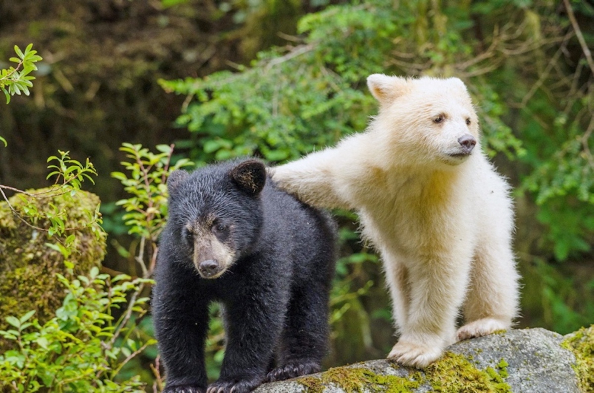 KNOX – Great Bear Rainforest film a ‘catalyst for conversation ...