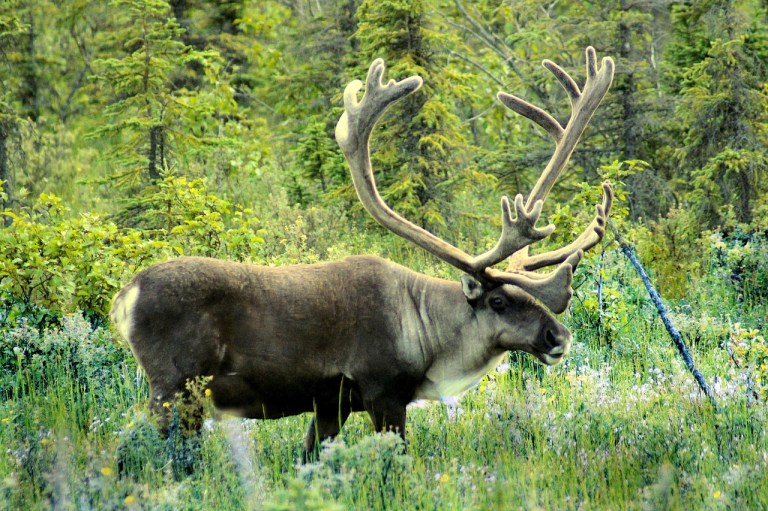 GUEST COLUMN – British Coumbia’s caribou and the economics of ...