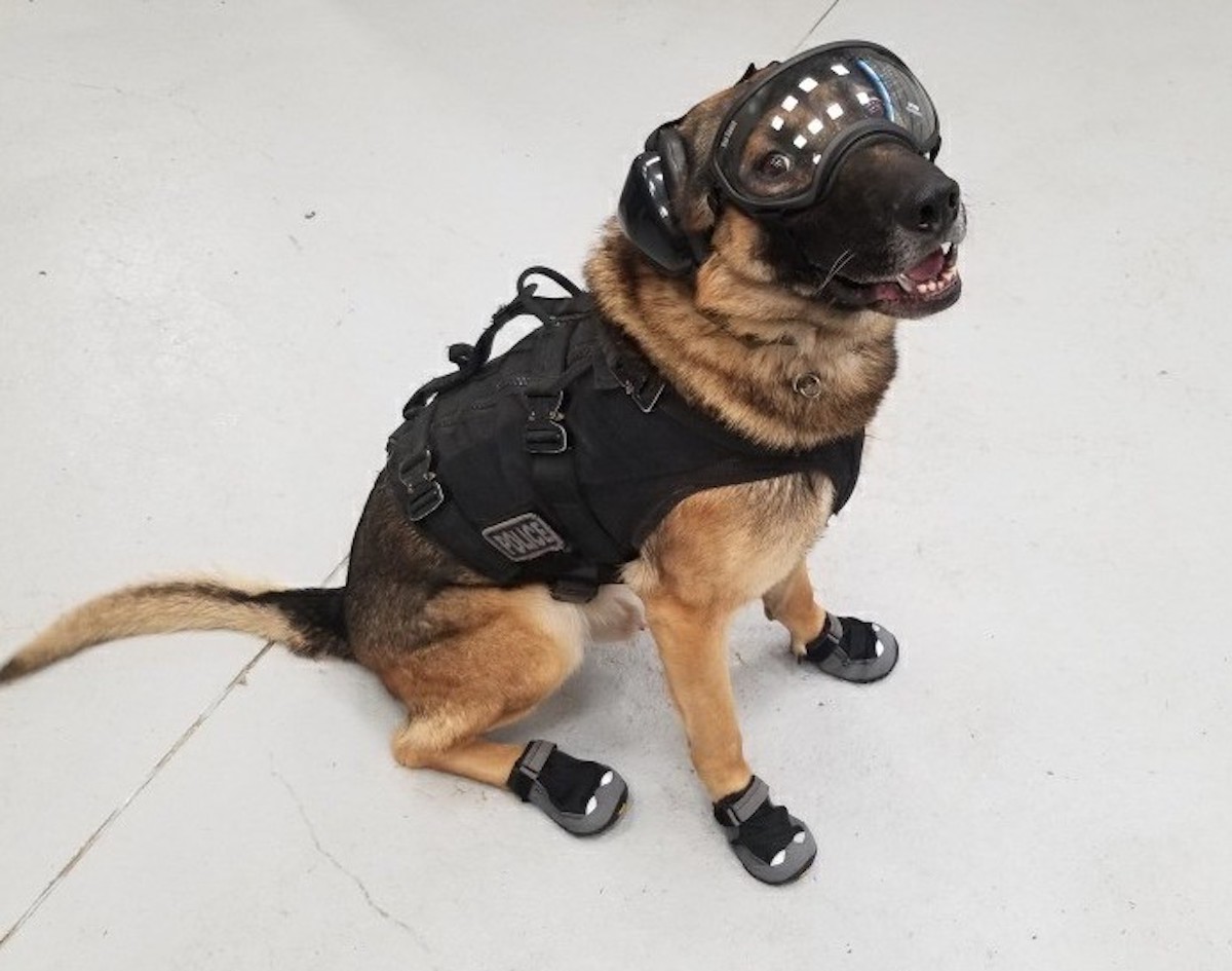 POLICE: Wanted, names for a new litter of RCMP puppies – ArmchairMayor.ca